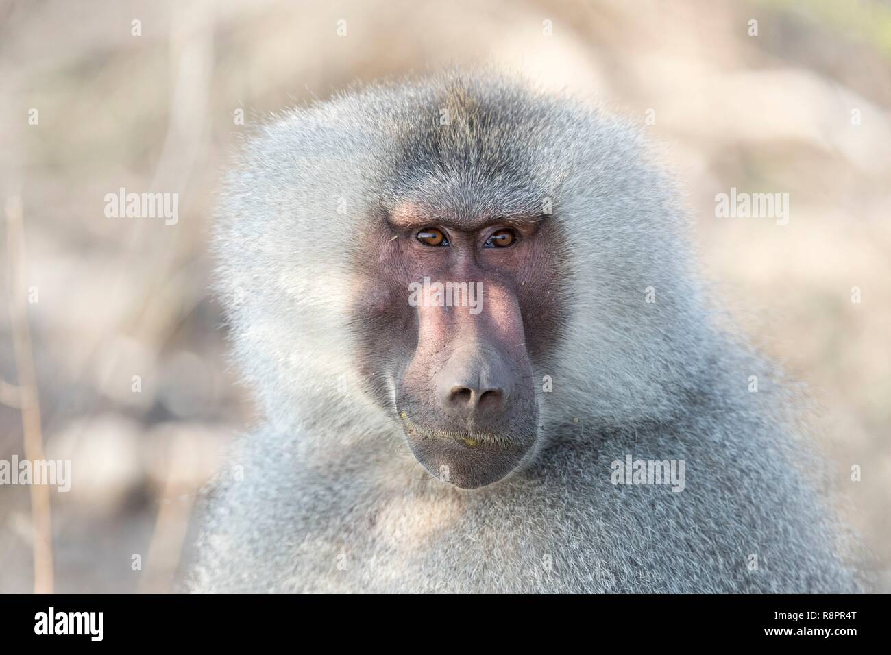 Ethiopia, Rift Valley, Awash, Hamadryas baboon (Papio hamadryas ...