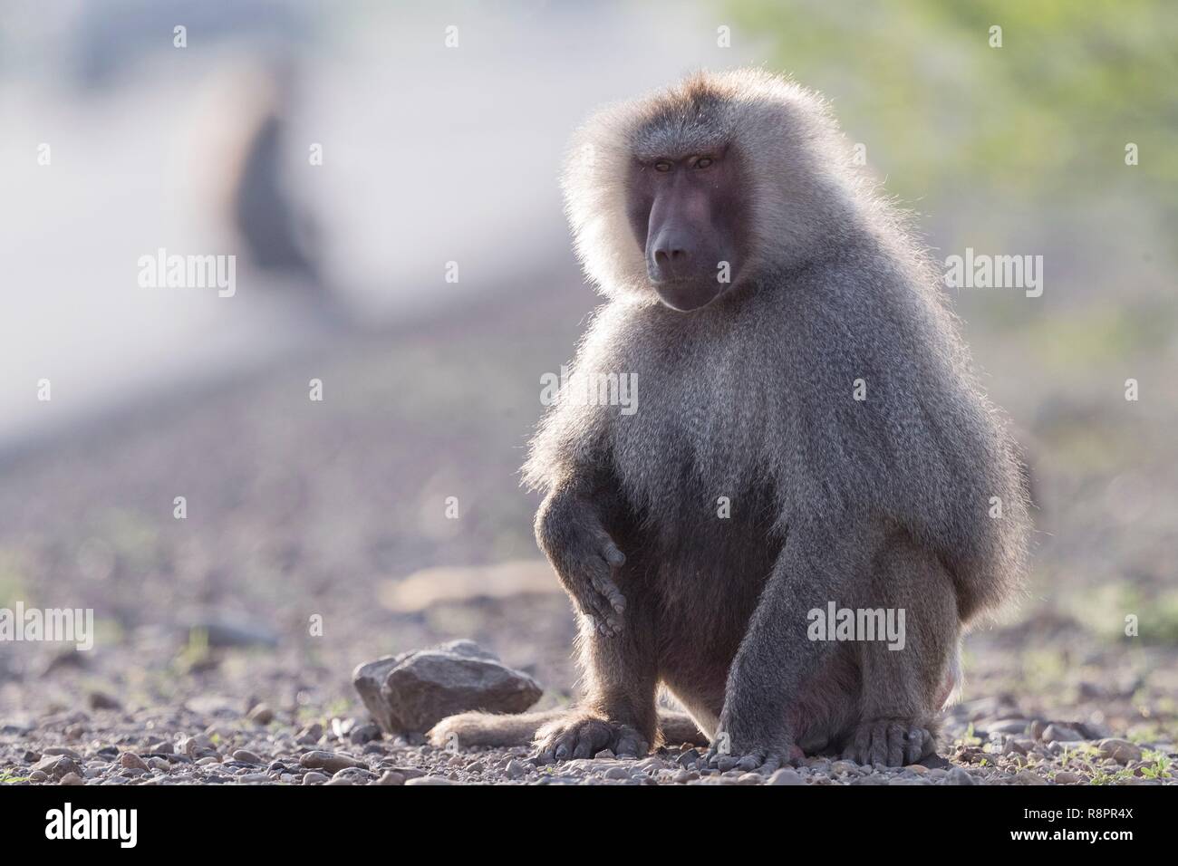 Ethiopia, Rift Valley, Awash, Hamadryas baboon (Papio hamadryas ...