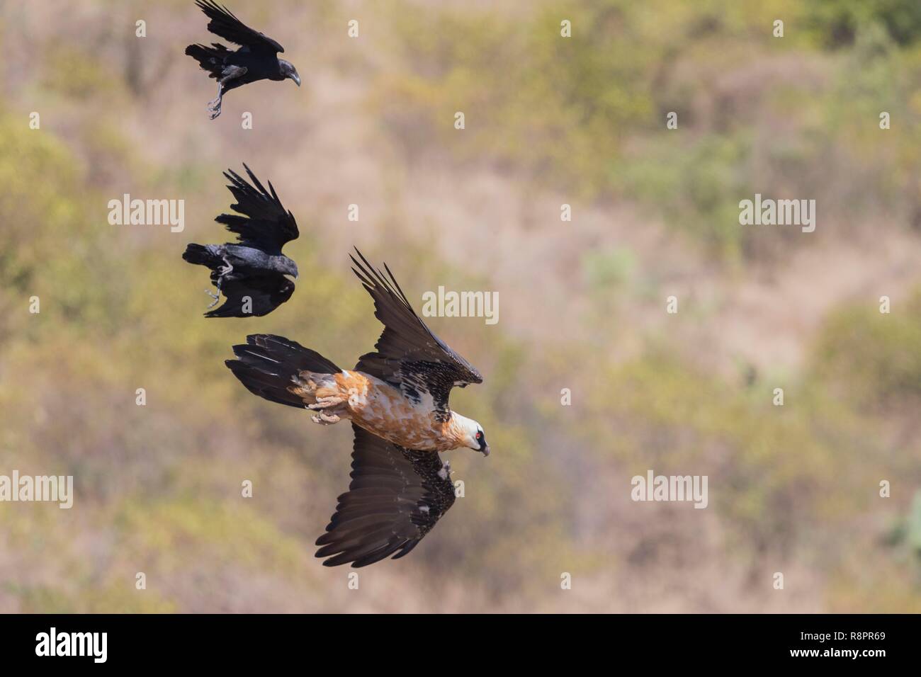 Raven with prey hi-res stock photography and images - Alamy