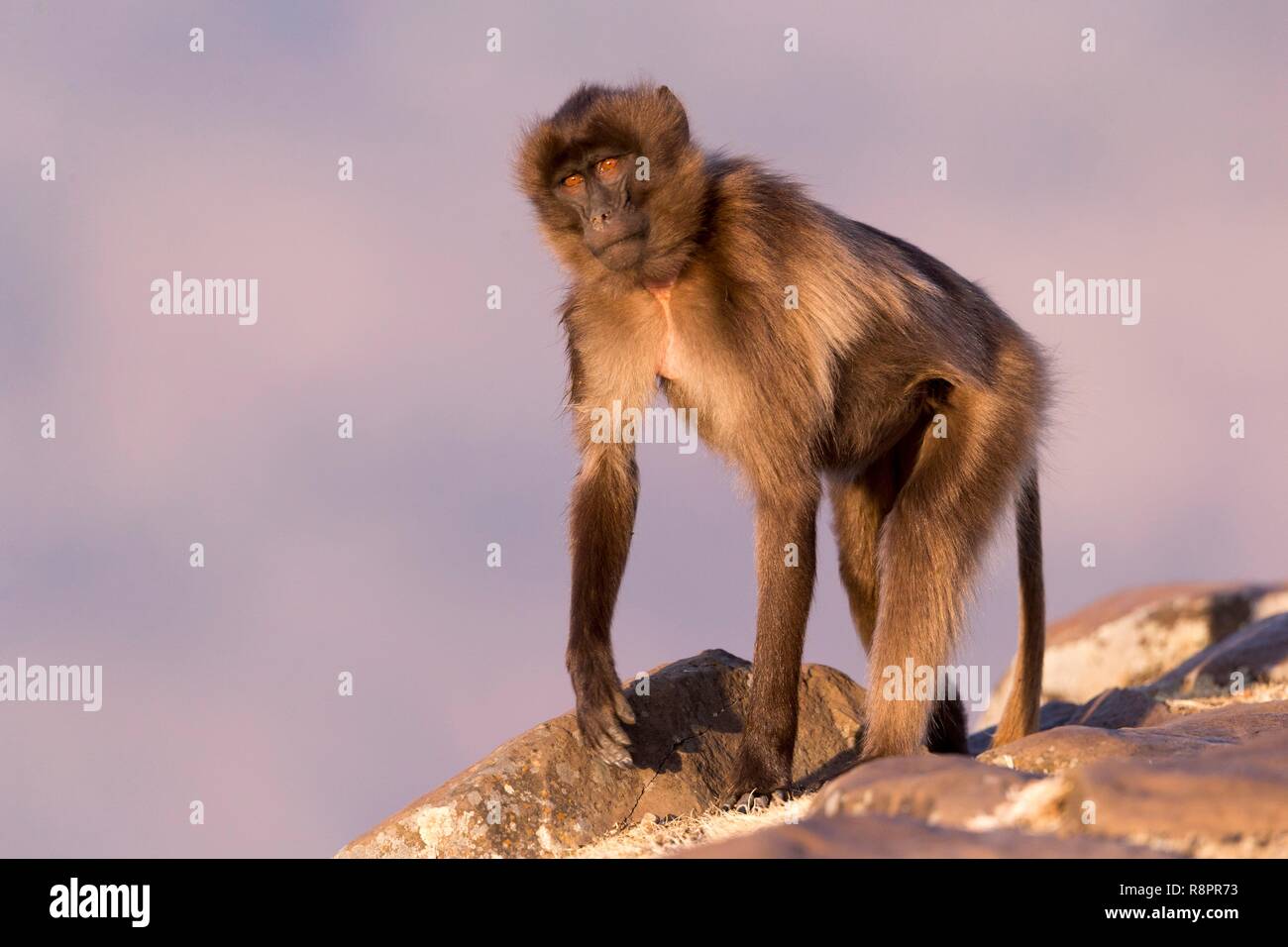 Female with young theropithecus gelada hi-res stock photography and ...