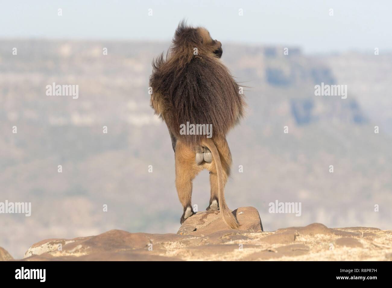 Baboon standing up hi-res stock photography and images - Alamy