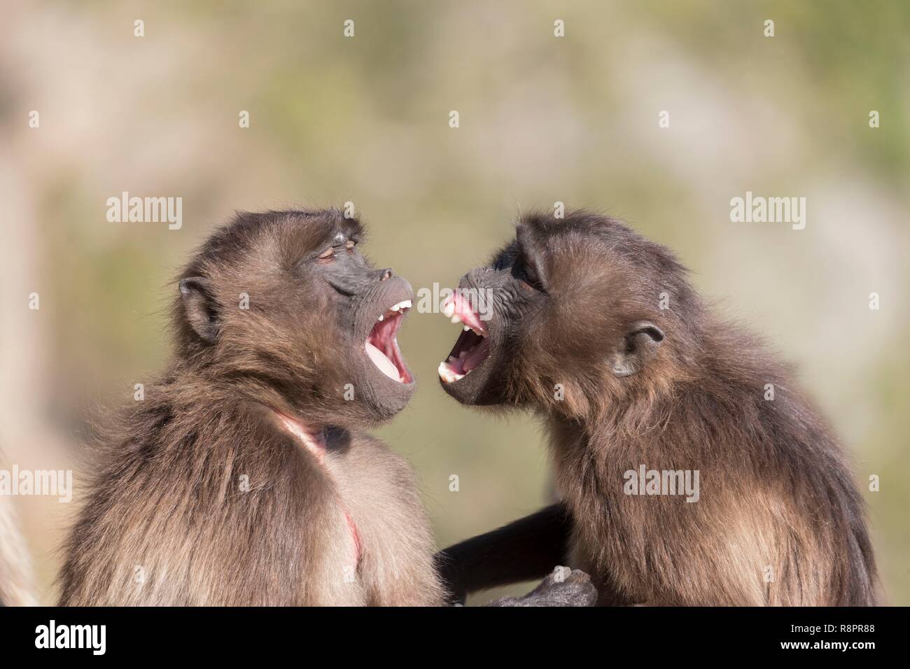 Gelada Baboon Fight