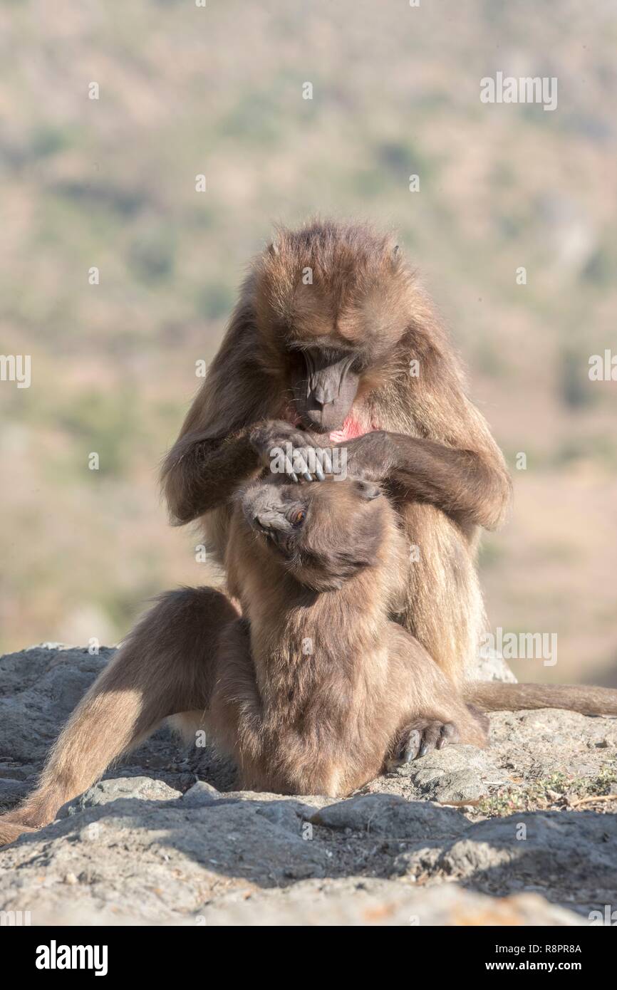 Female with young theropithecus gelada hi-res stock photography and ...