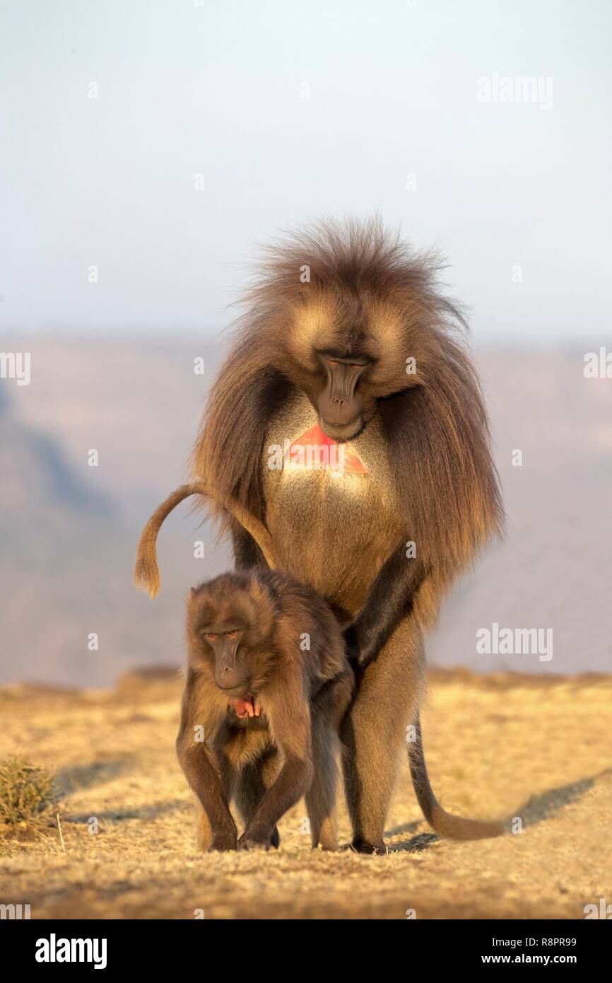 Ethiopia, Rift Valley, Debre Libanos, Gelada or Gelada baboon ...
