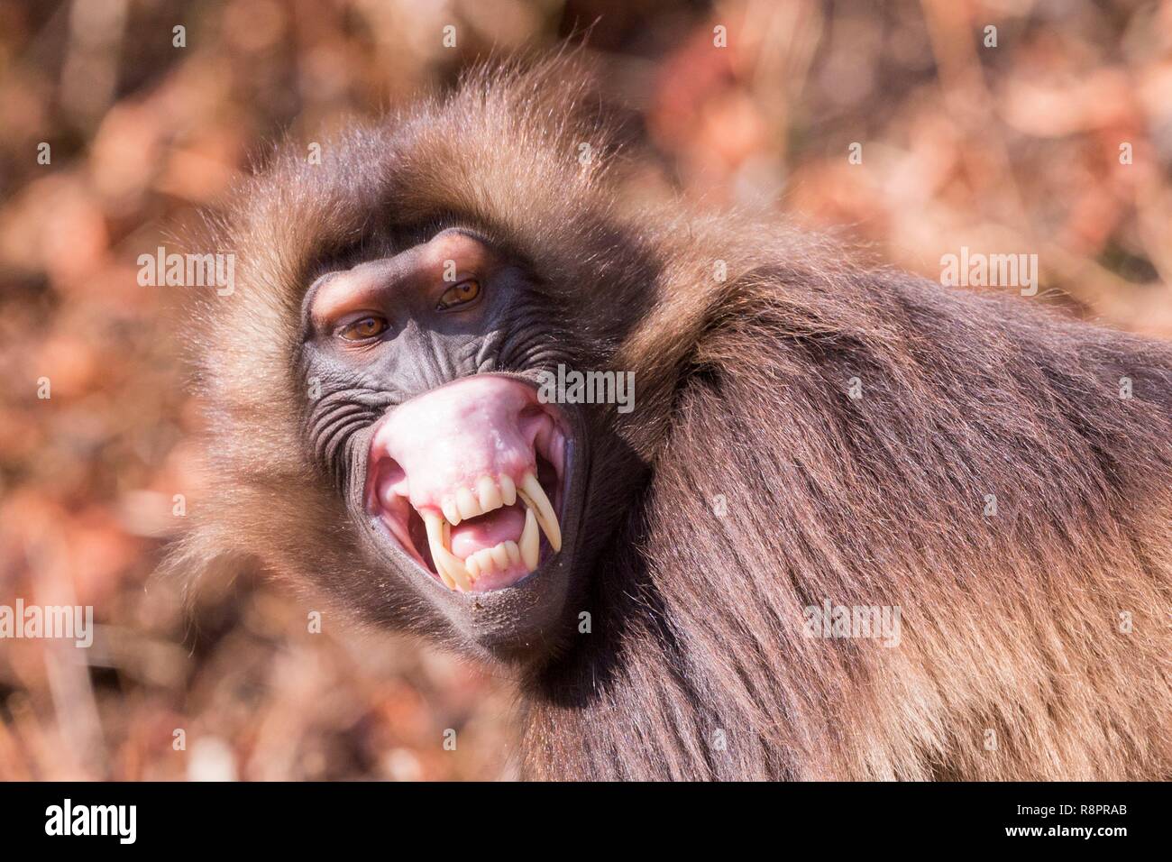 Ethiopia, Rift Valley, Debre Libanos, Gelada or Gelada baboon ...