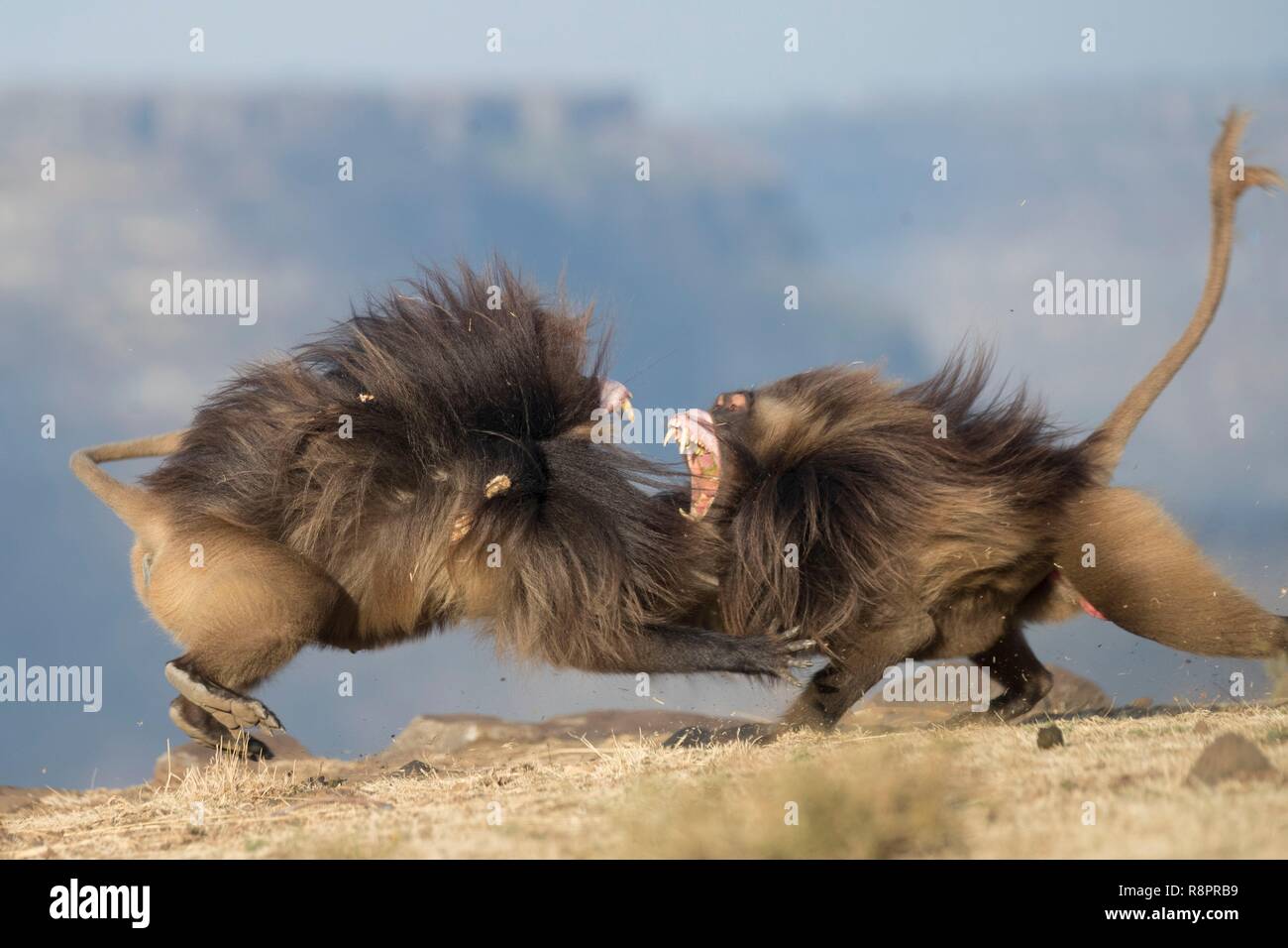 Gelada fight hi-res stock photography and images - Alamy