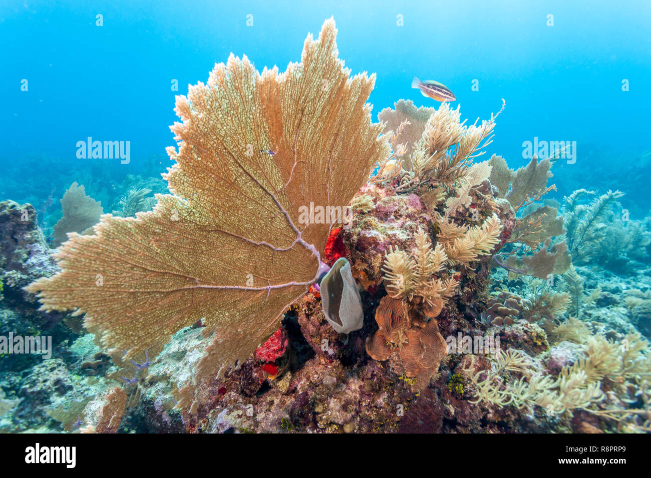 Underwater Coral reef off coast of Roatan Stock Photo - Alamy