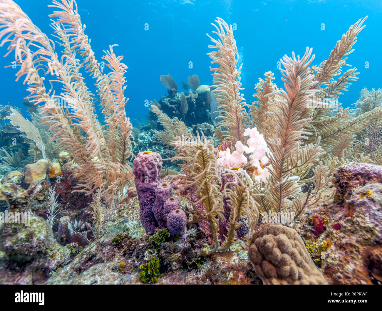 Underwater Coral reef off coast of Roatan Stock Photo - Alamy