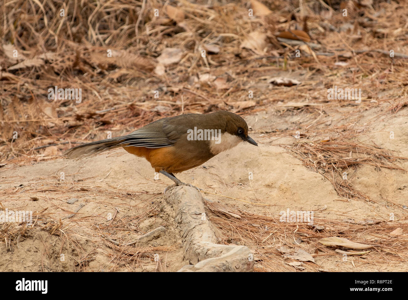 White-throated Laughing Thrush, Garrulax albogularis in Paro, Bhutan ...
