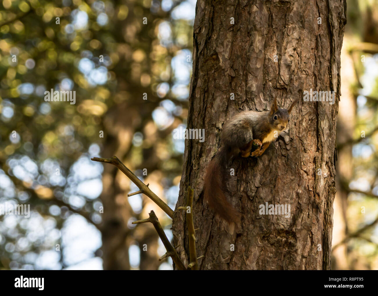 Tufty red squirrel ears hi-res stock photography and images - Alamy