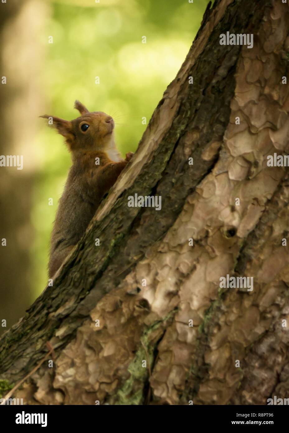 Tufty red squirrel ears hi-res stock photography and images - Alamy