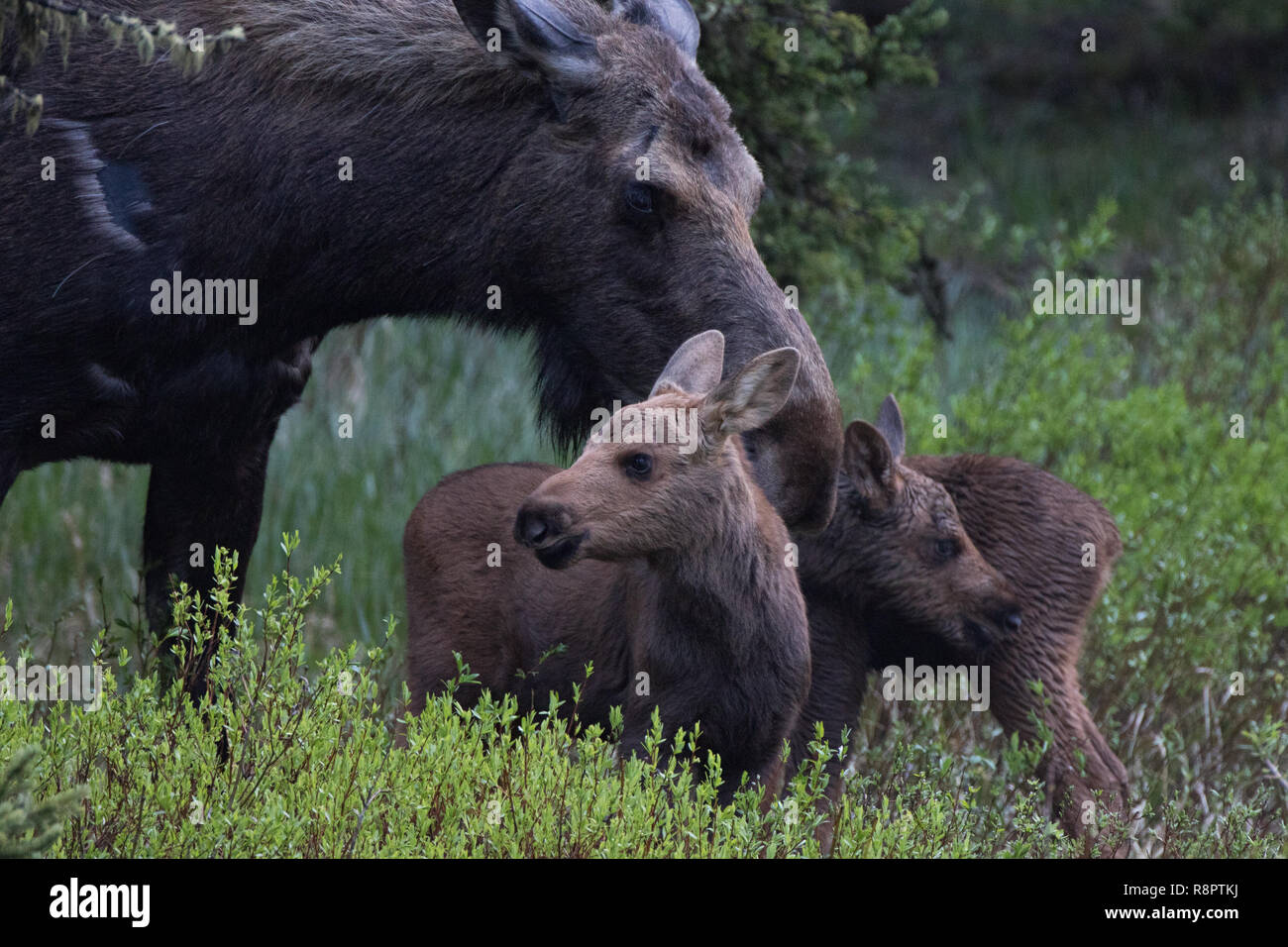 Moose family hi-res stock photography and images - Alamy