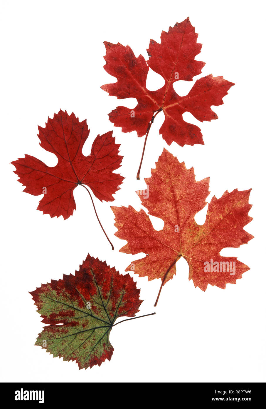 Common grape vine (Vitis vinifera) , leaves in autumn on white surface ...