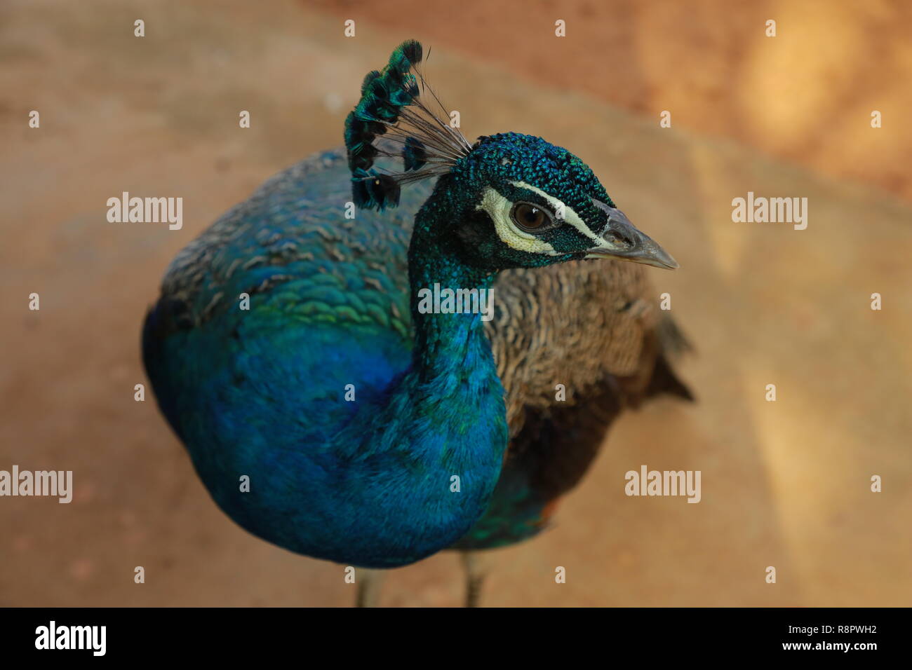 Peacock sanctuary chulannur hi-res stock photography and images - Alamy