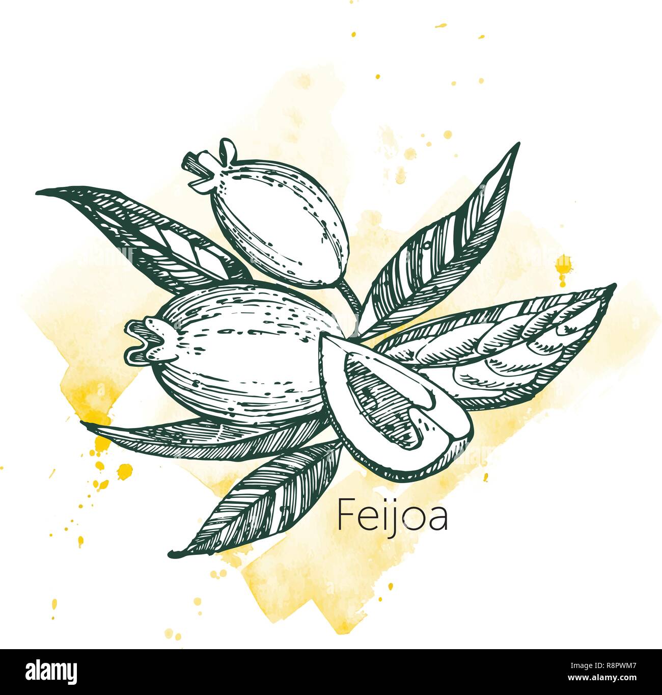 Collection of feijoa fruit, flower, leaves and feijoa slice. Vector ...