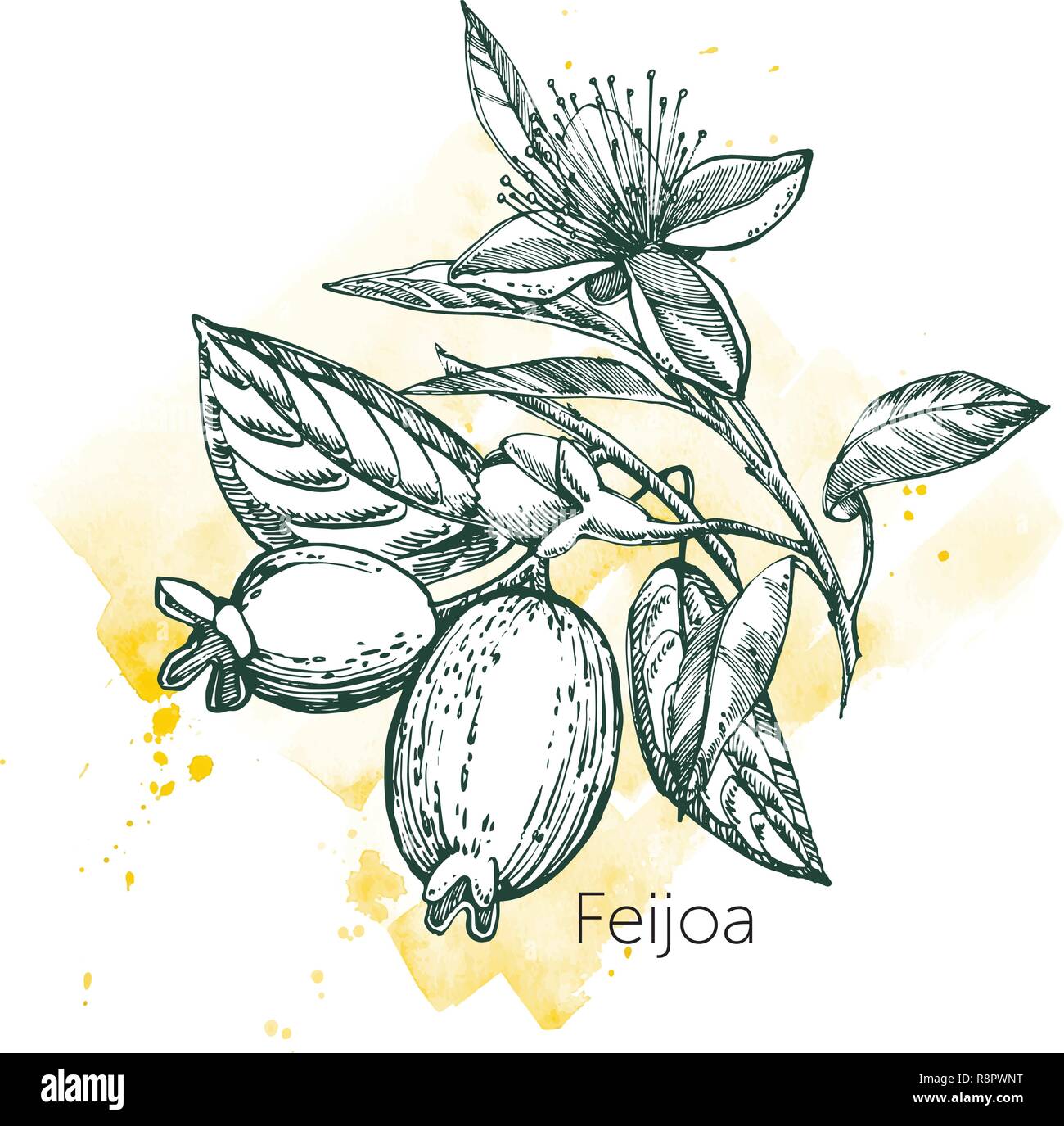 Collection of feijoa fruit, flower, leaves and feijoa slice. Vector ...