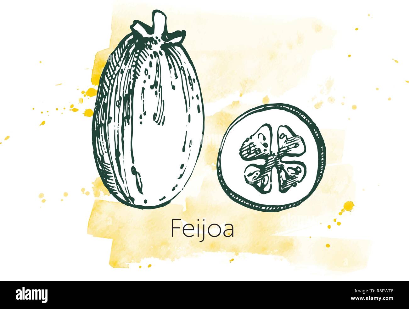 Collection of feijoa fruit, flower, leaves and feijoa slice. Vector ...