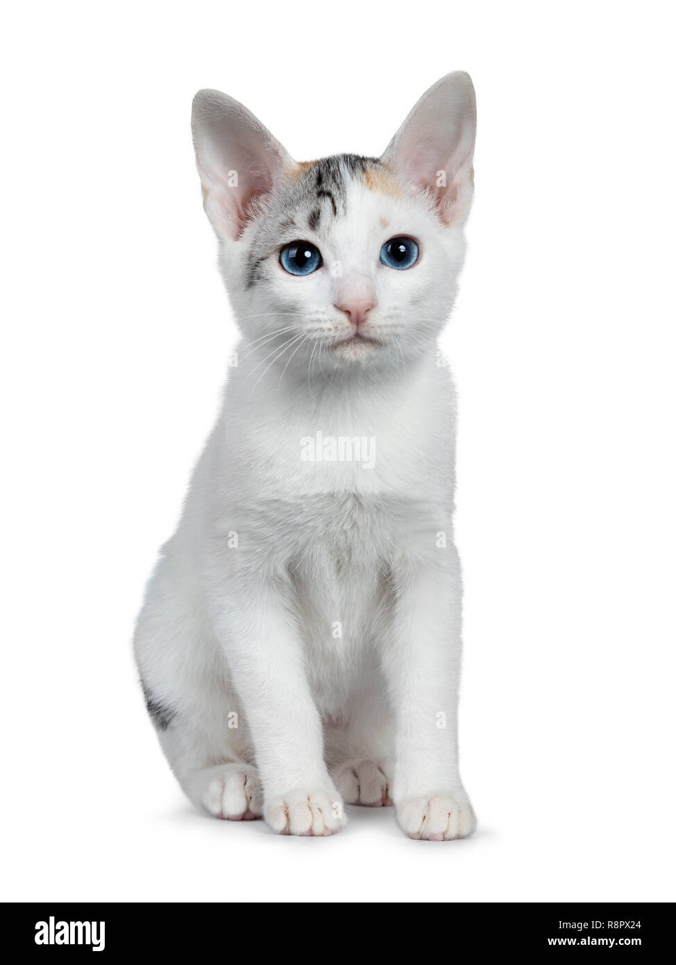 Baby with an intense look Cut Out Stock Images & Pictures - Alamy