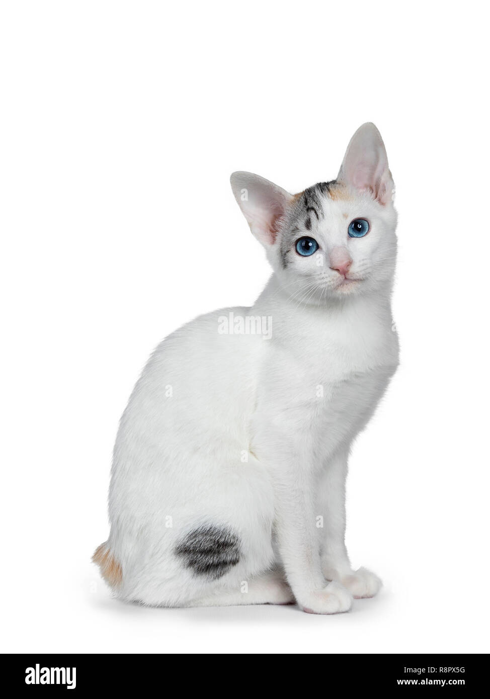 White Japanese Bobtail Cat