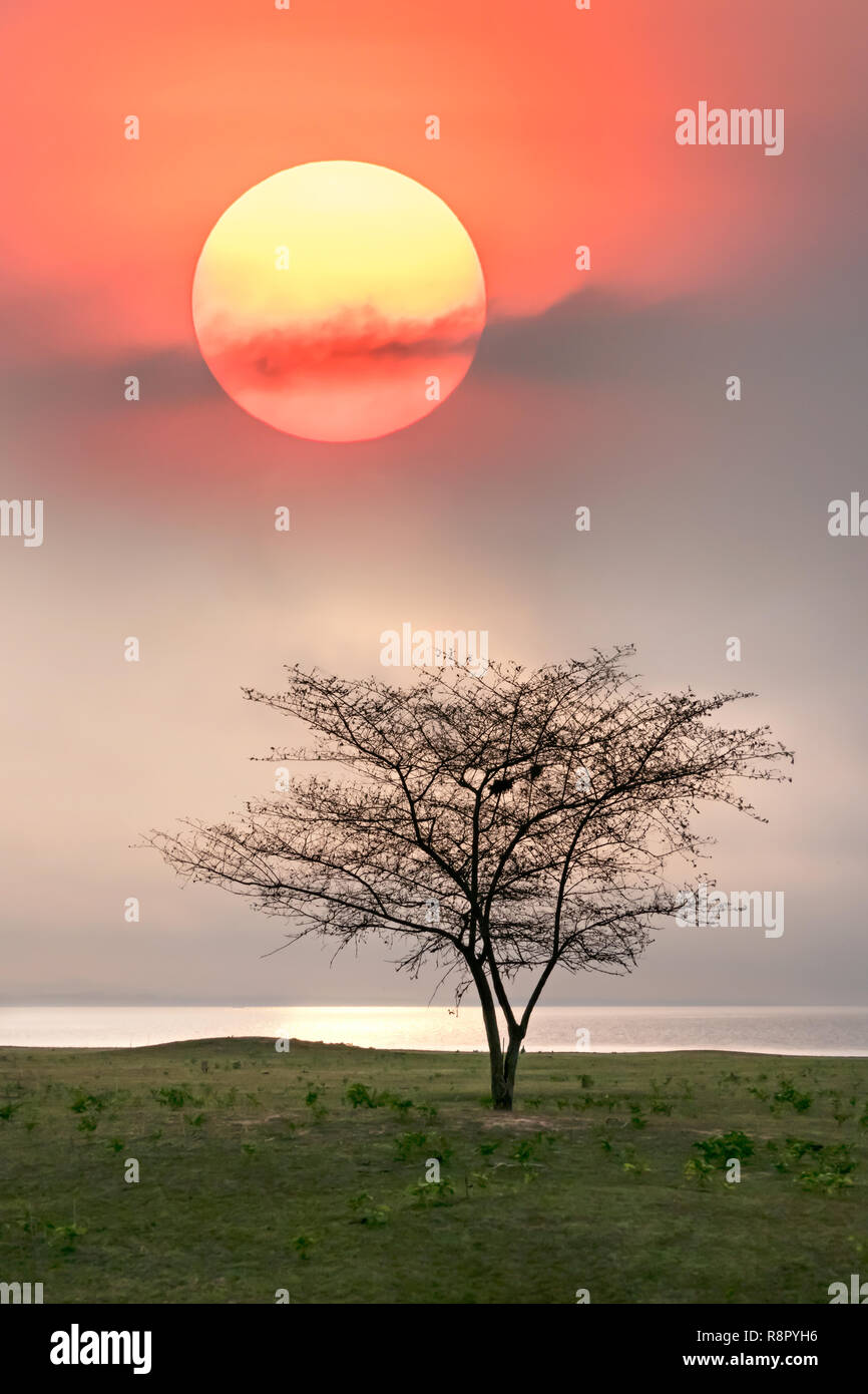 Alone tree in grass field during sunrise over lake . Beautiful natural ...