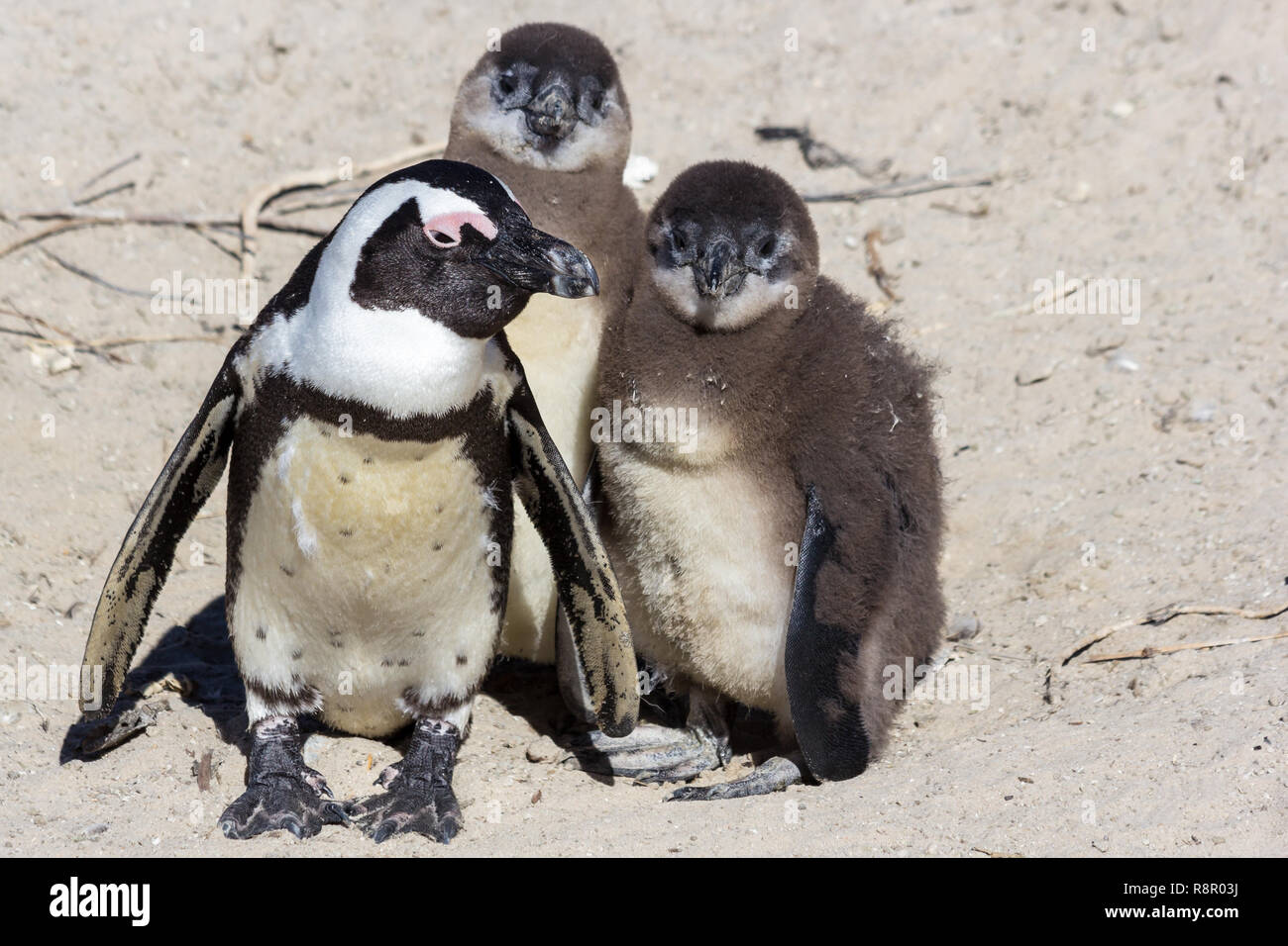 African Penguins in South Africa: mother with two new-born babies Stock ...