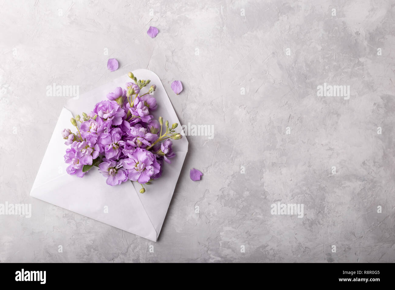 Lilac matthiola flowers in an envelope over light gray stone background ...