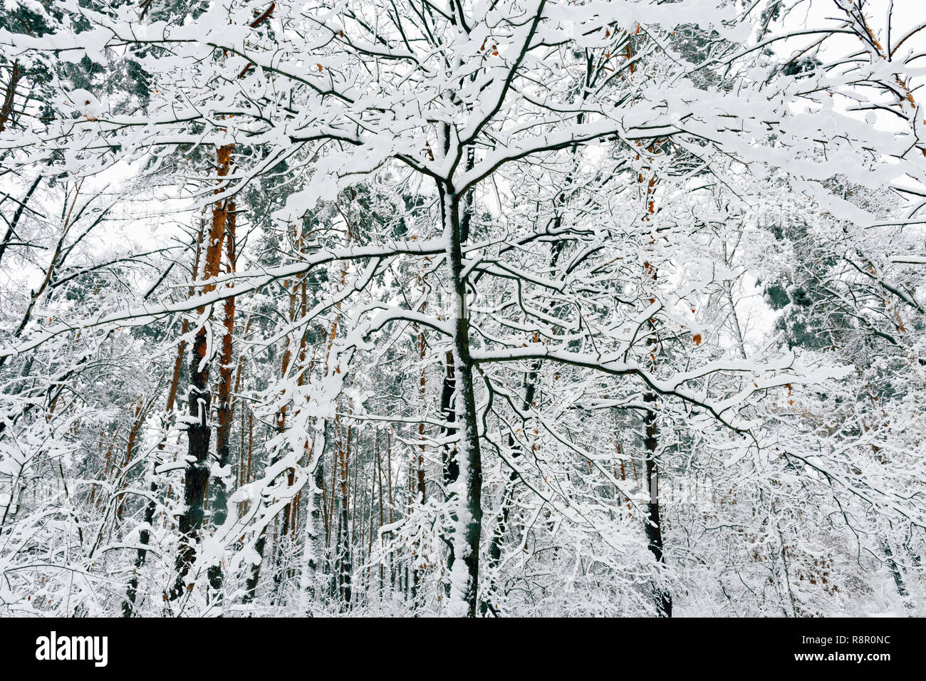 Beautiful snowy white forest in hi-res stock photography and images - Alamy
