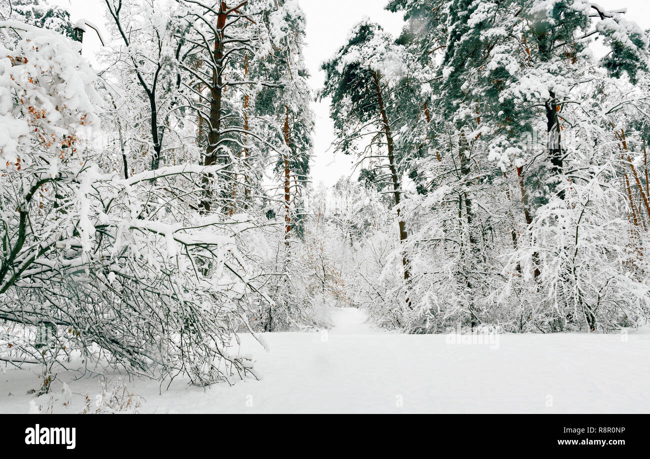 Beautiful snowy forest hi-res stock photography and images - Alamy
