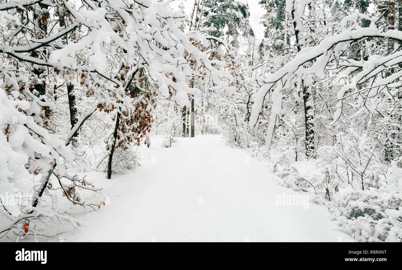 Beautiful snowy forest hi-res stock photography and images - Alamy