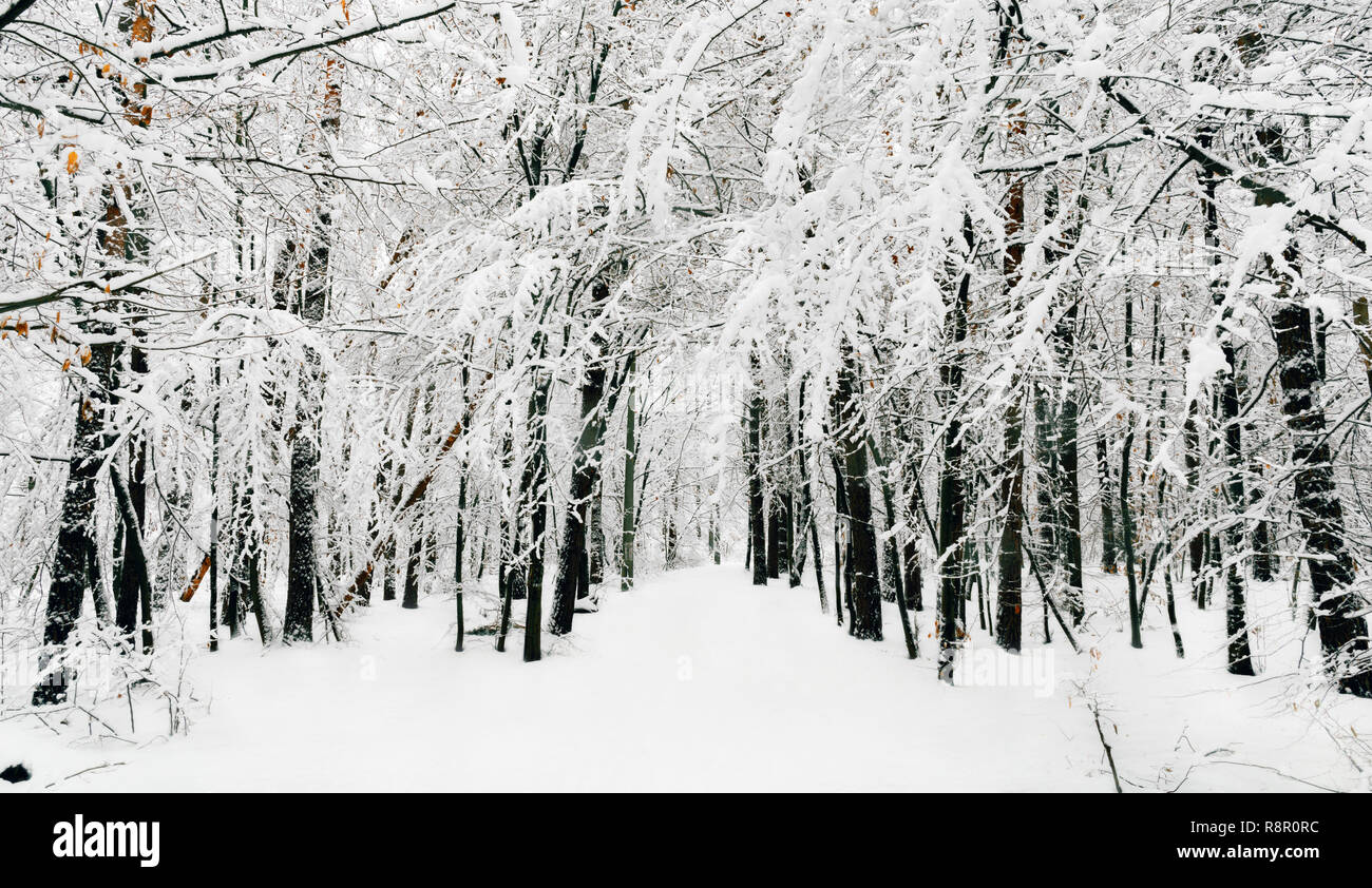 Beautiful snowy forest hi-res stock photography and images - Alamy