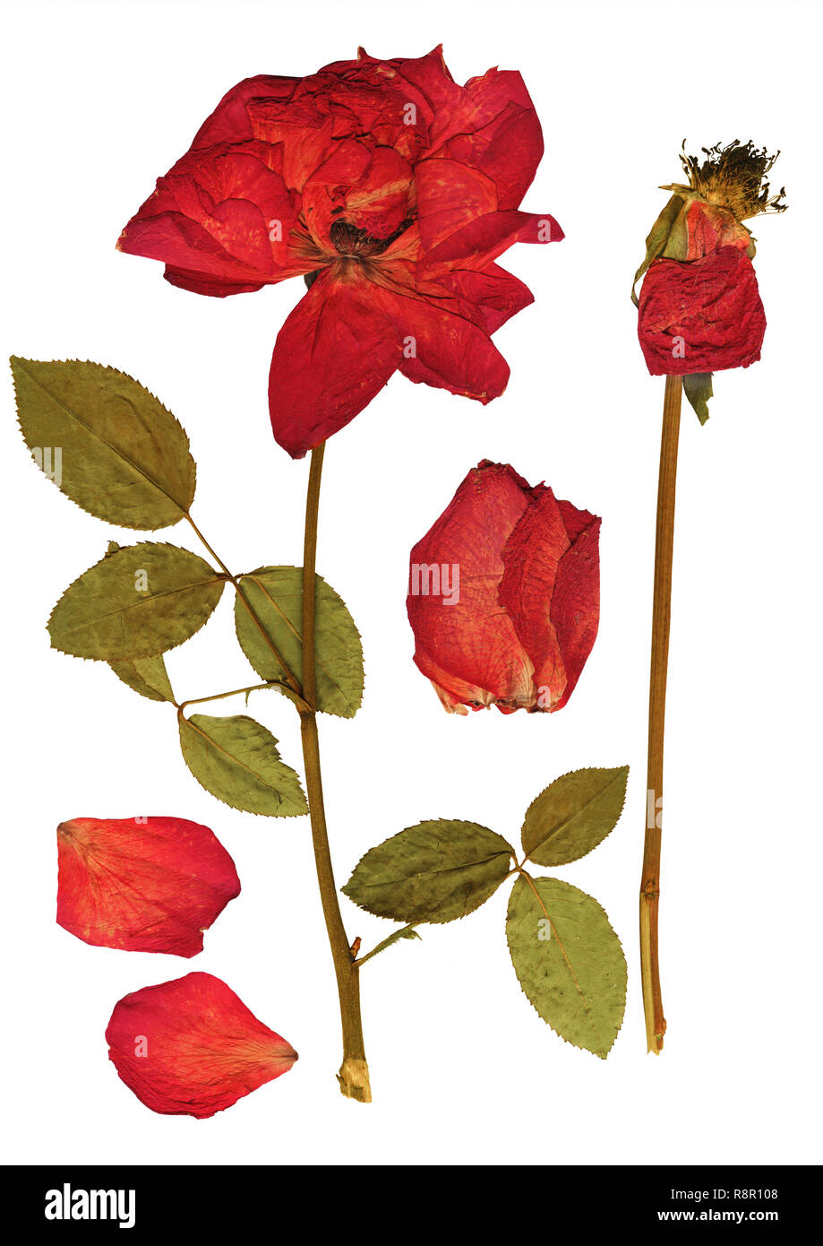 collection of dried roses for scrapbooking design. Isolated over white ...