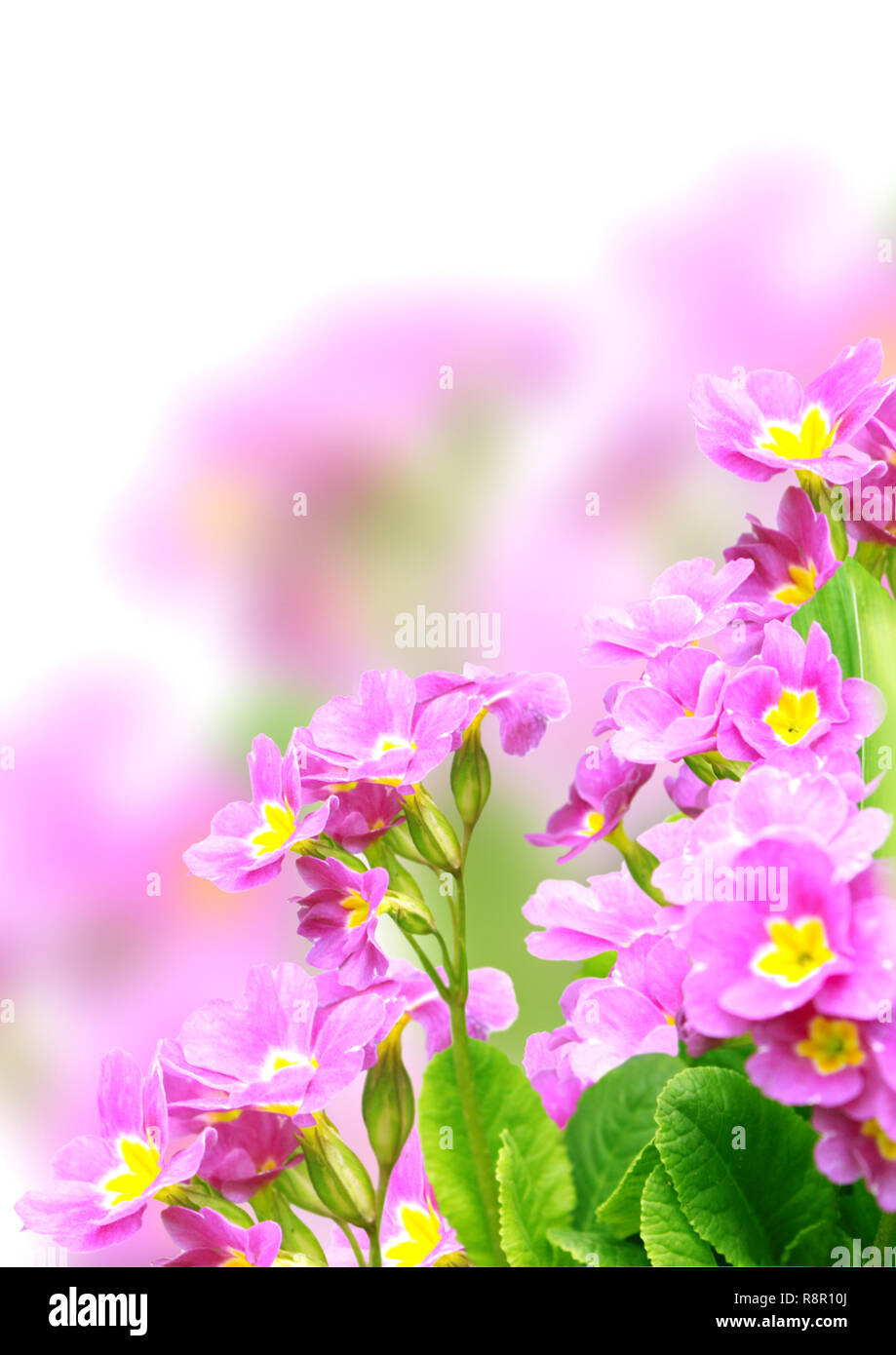 Spring flowers of lilac color. Isolated over white Stock Photo - Alamy