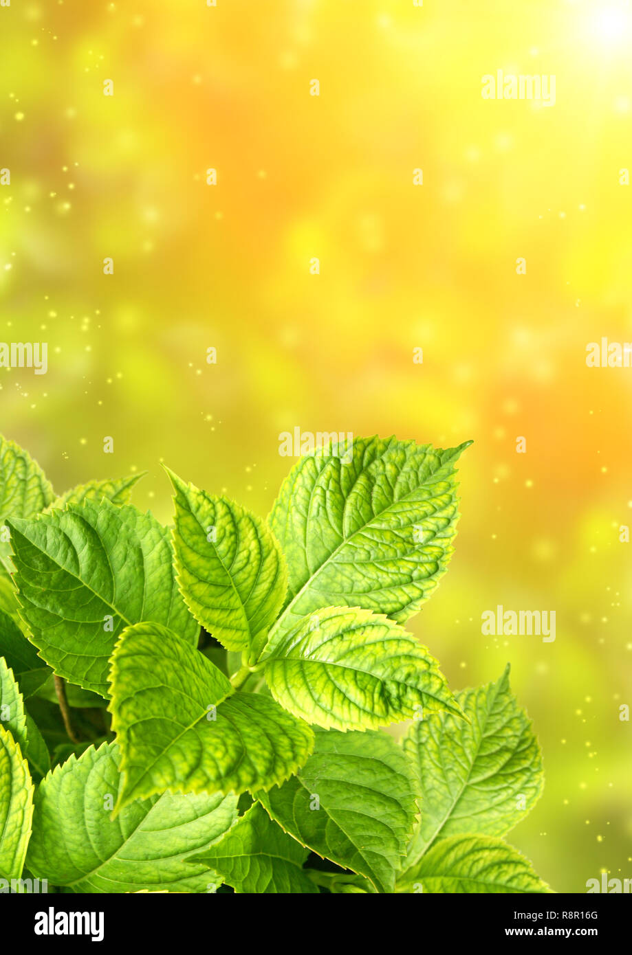 Spring background with leaves of a hydrangea Stock Photo - Alamy