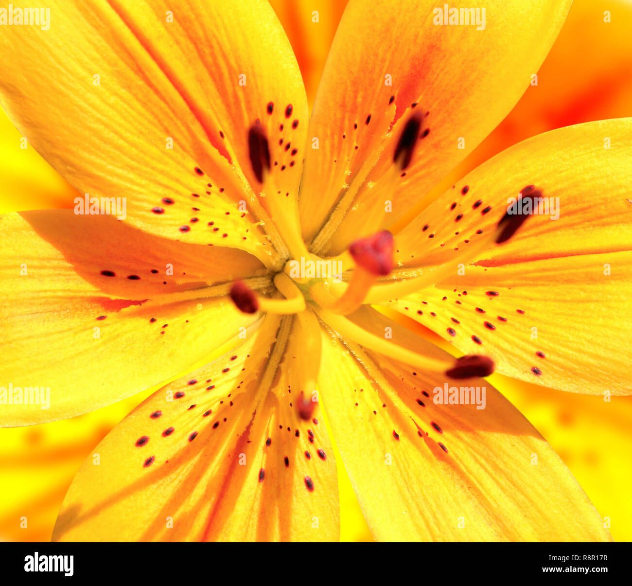 Bright yellow lily. Square photo Stock Photo - Alamy