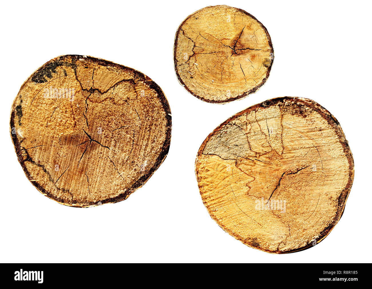 Cut of a log. Isolated over white Stock Photo - Alamy