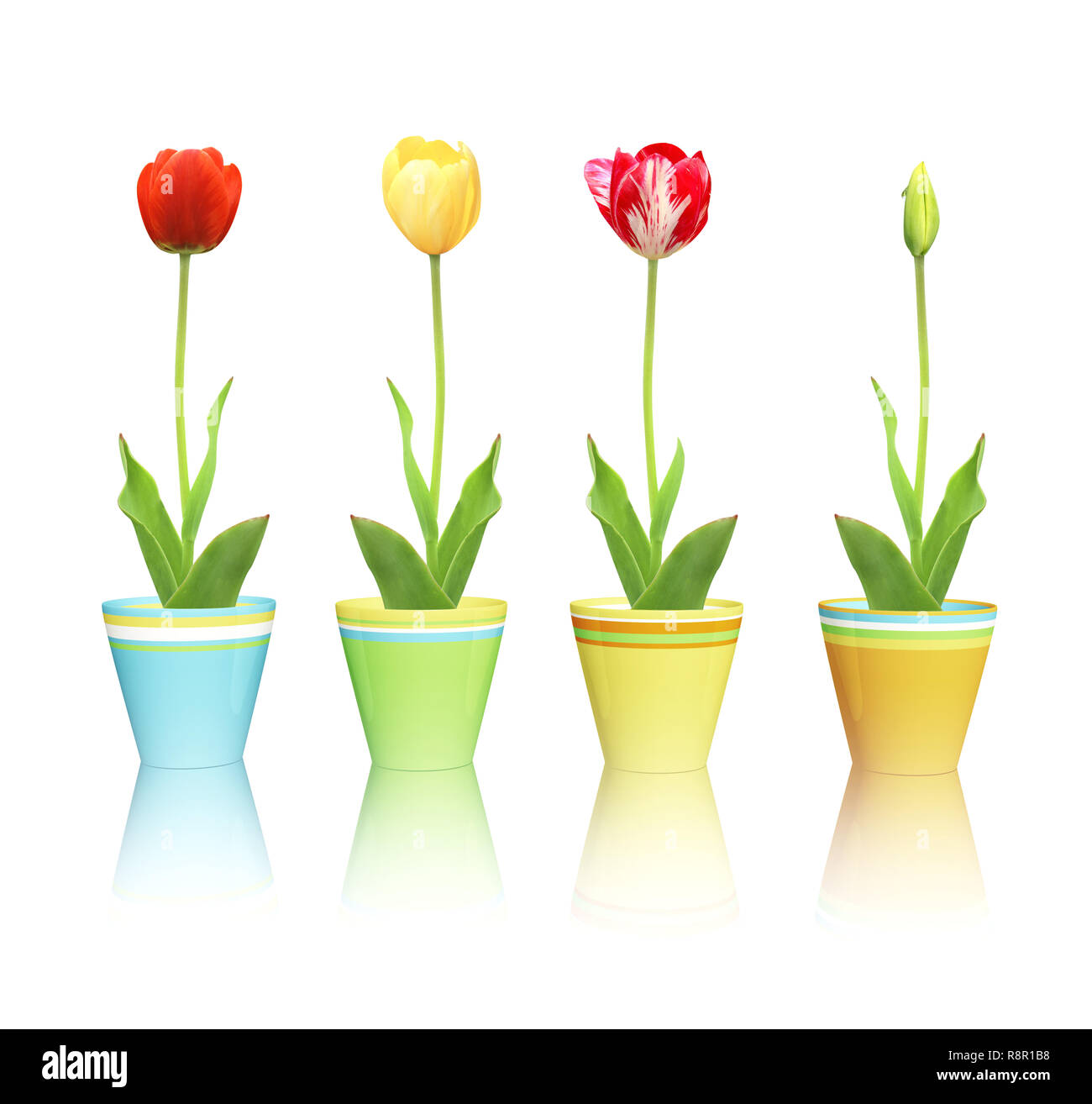 Tulips in pots. Objects isolated over white Stock Photo - Alamy