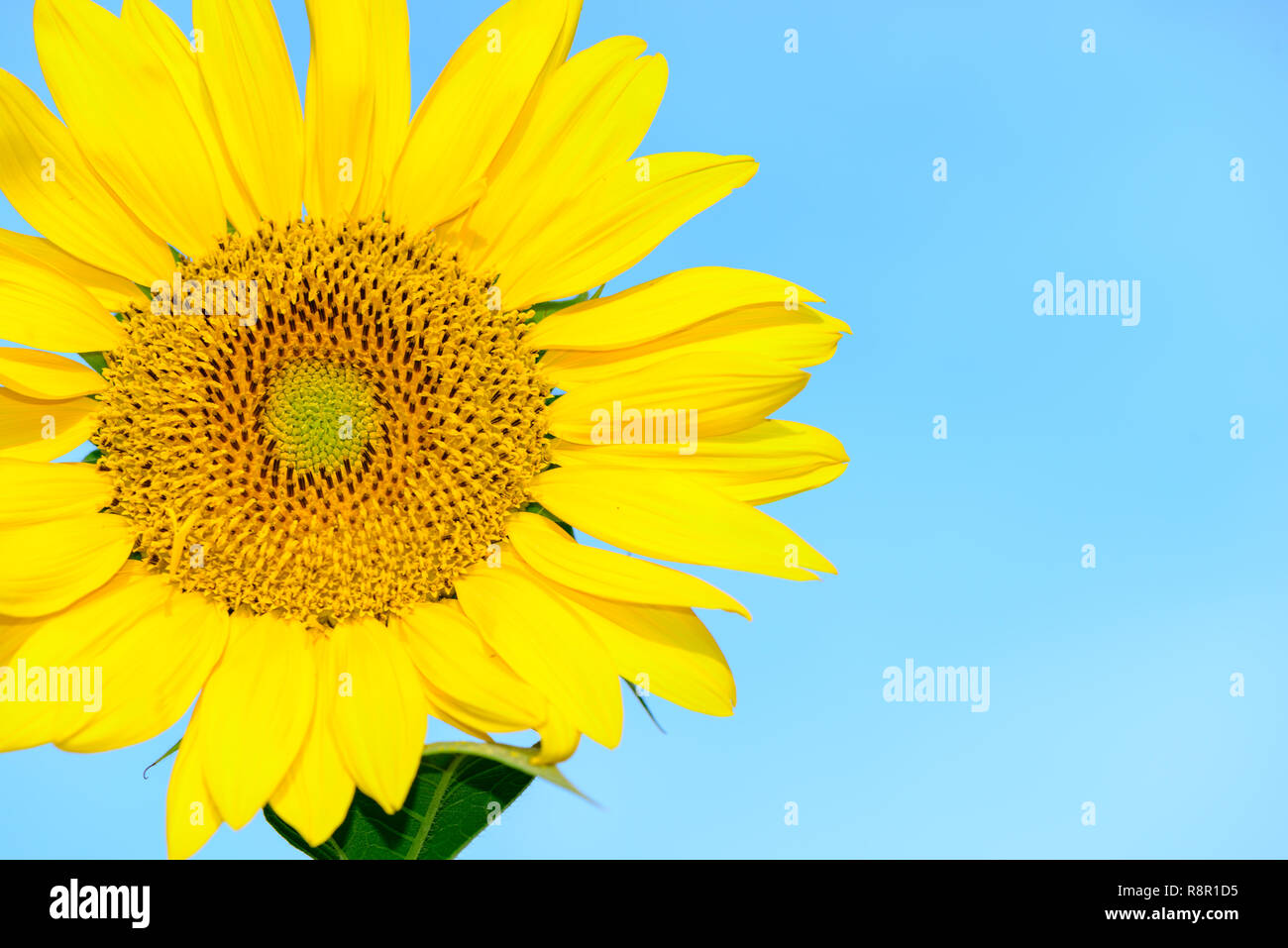 Field of sunflowers and blue sky Stock Photo - Alamy