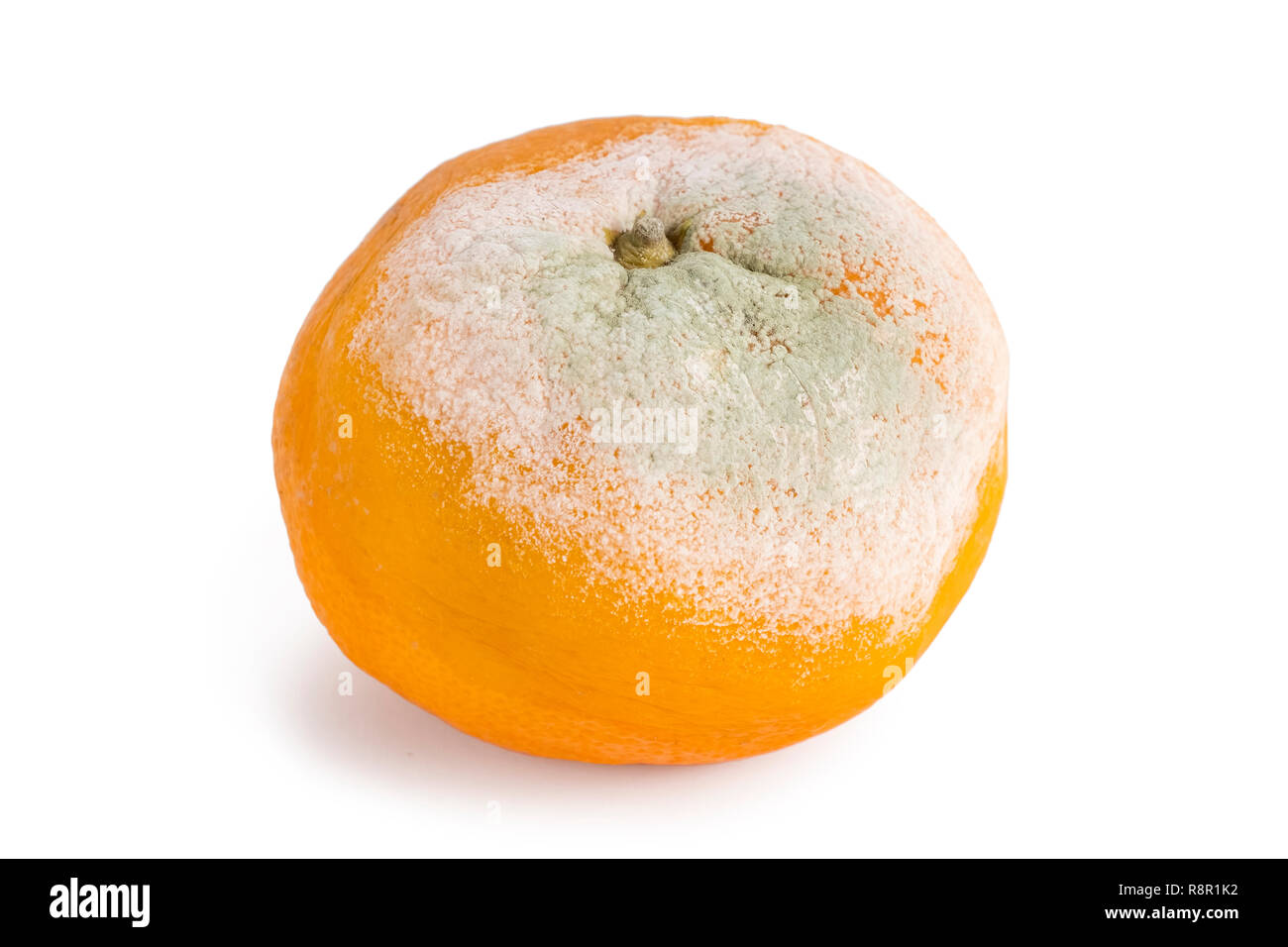 old rotten tangerine with mold isolated on white background Stock Photo ...