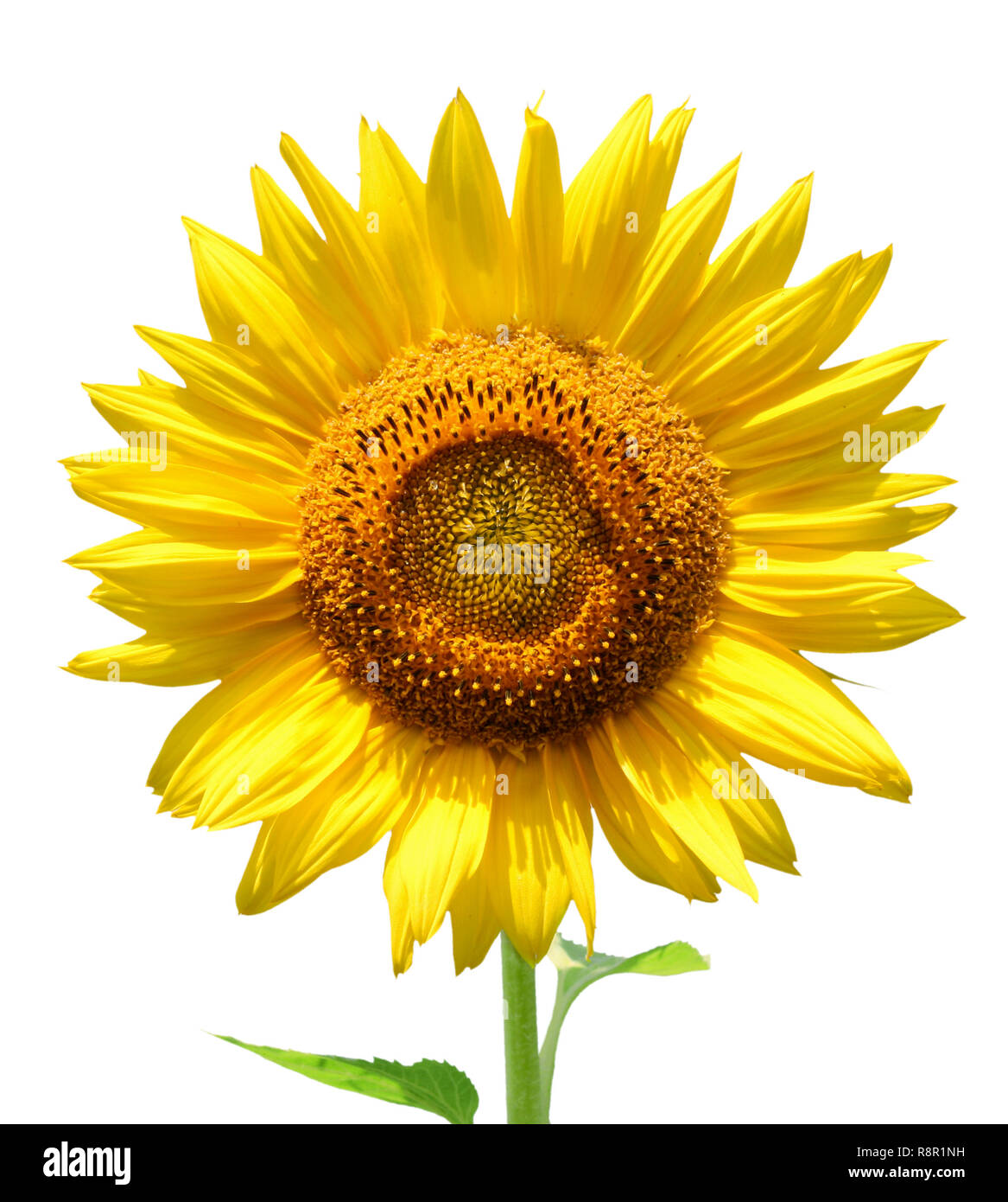 Yellow sunflower - isolated over white Stock Photo - Alamy