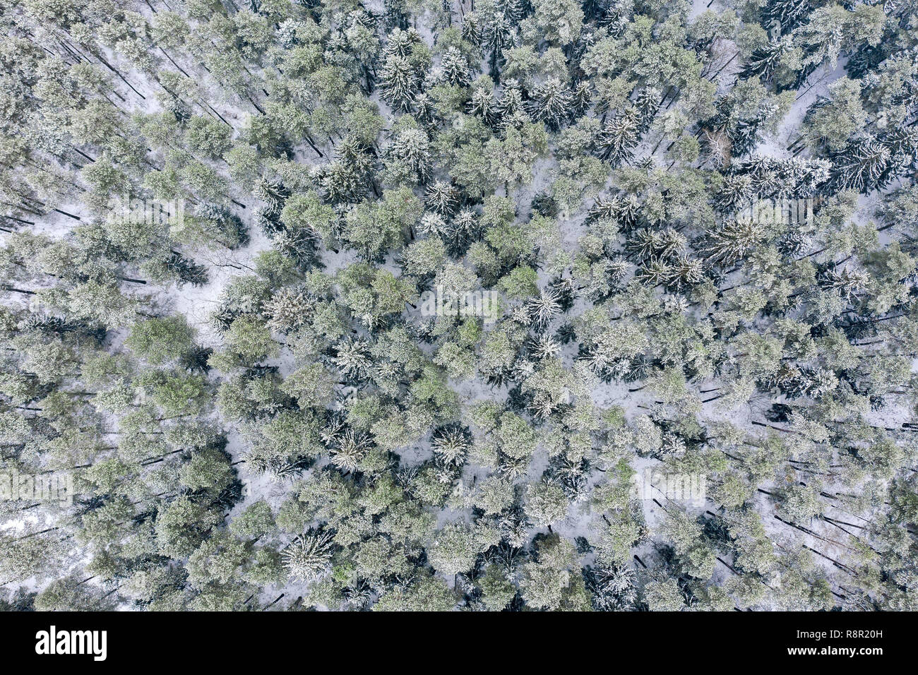 snowy winter forest with a bird's eye view. panoramic natural landscape ...