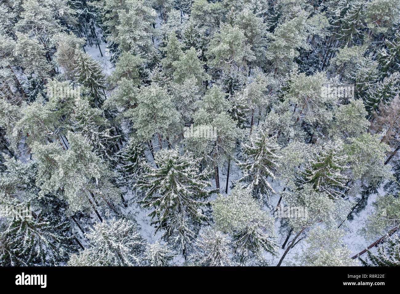 Evergreen forest snow hi-res stock photography and images - Alamy