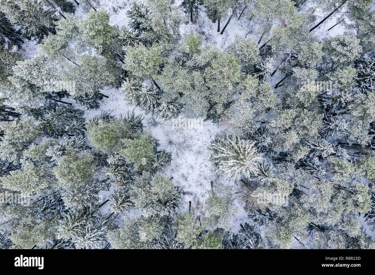 Pine trees birds eye view hi-res stock photography and images - Alamy