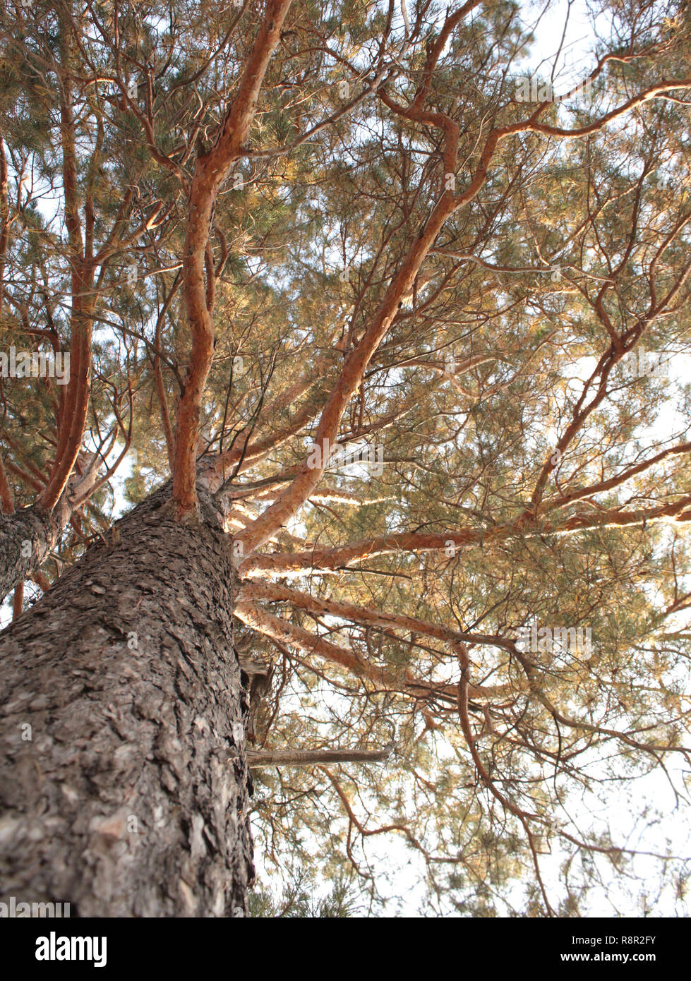 Two tall pines hi-res stock photography and images - Alamy