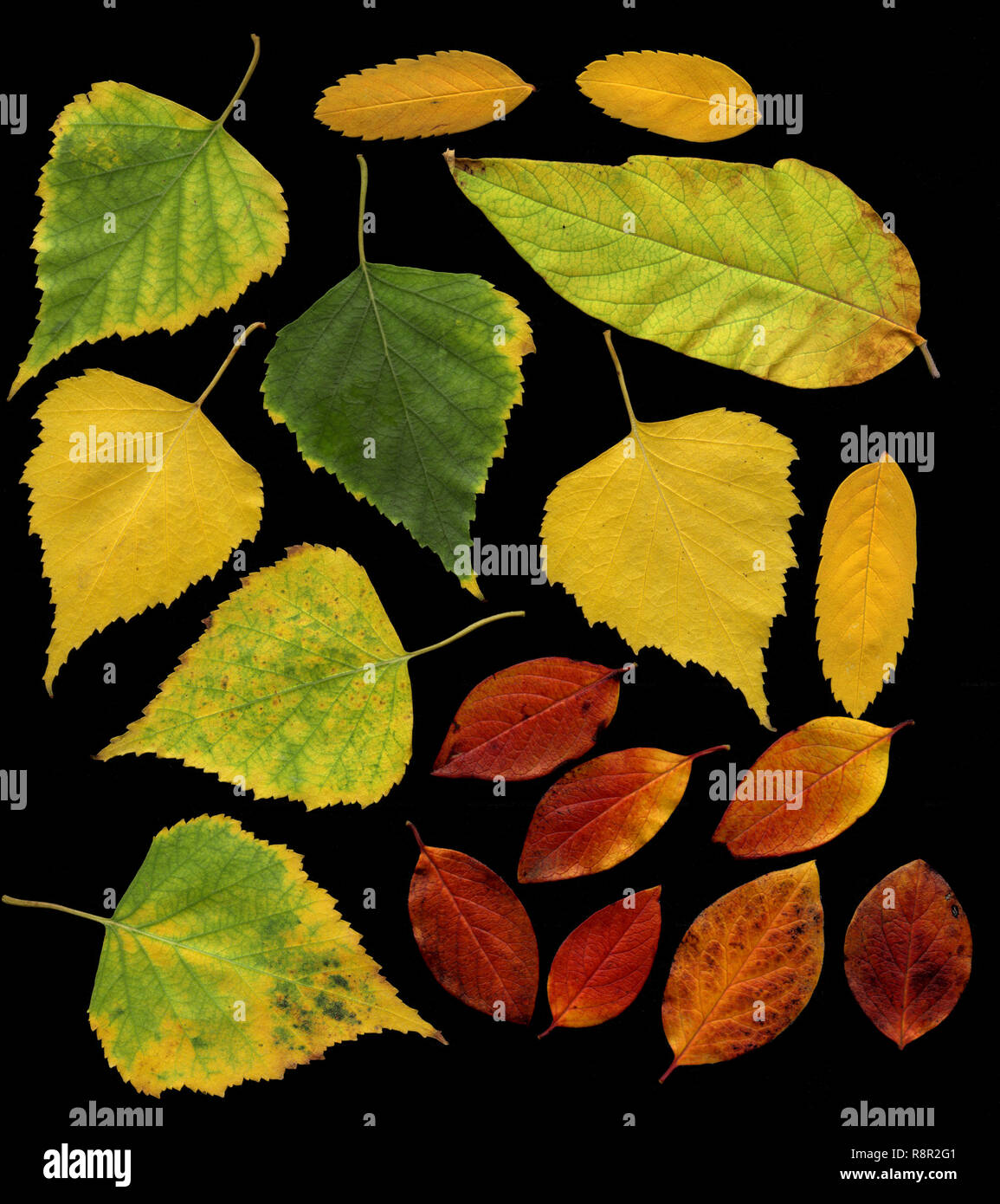 Gold barberry hi-res stock photography and images - Alamy