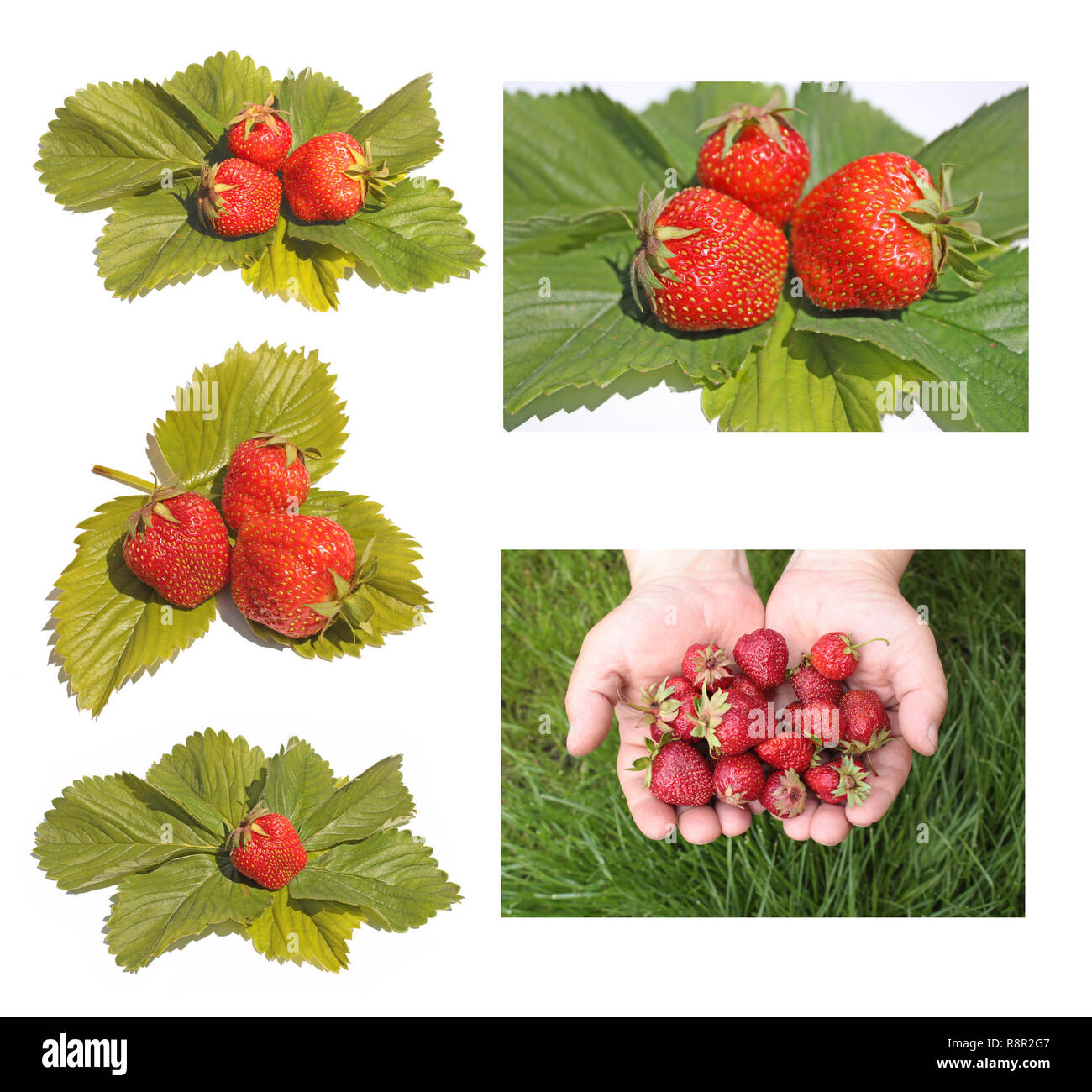 Set - strawberry Stock Photo - Alamy