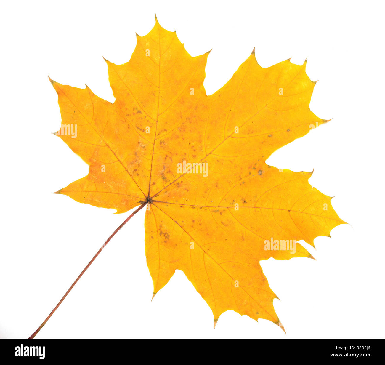 Leaf of a maple of yellow color Stock Photo - Alamy