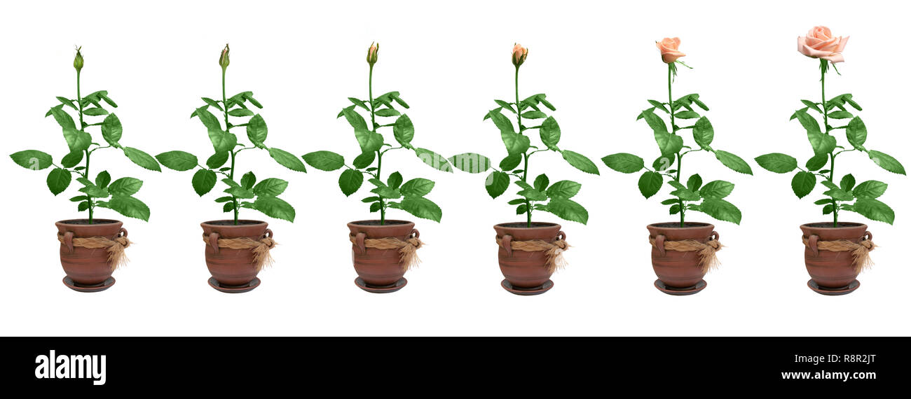 Sequence of a process hi-res stock photography and images - Alamy