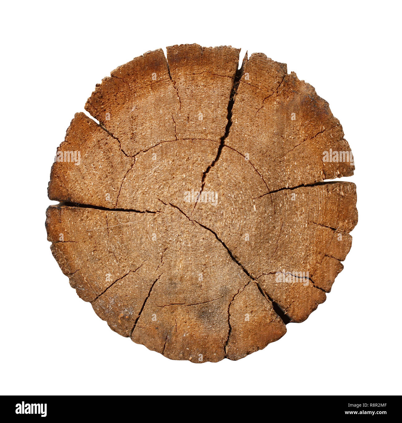 Cut of a log - over white Stock Photo - Alamy