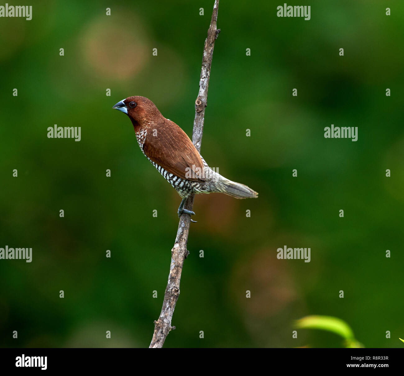 Eastern towhee male hi-res stock photography and images - Alamy
