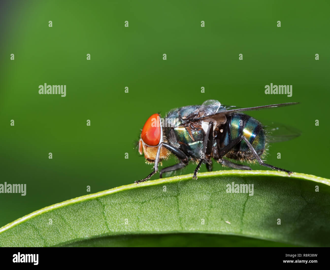Macro Photography of Blowfly on Green Leaf Isolated on Nature ...